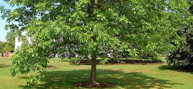 Ash (Fraxinus spp.) - The Art of Creating Gardens