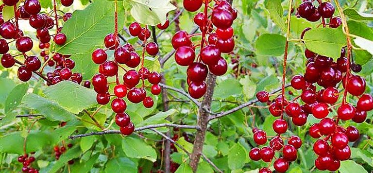 Pin Cherry - The Art of Creating Gardens
